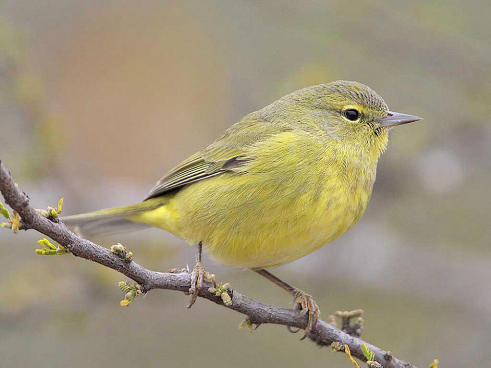 Orange-crowned Warbler - ID, Facts, Diet, Habit & More | Birdzilla