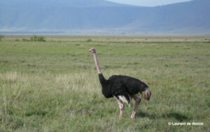 Do Ostriches Really Hide Their Heads In Sand? [Myth Origins]