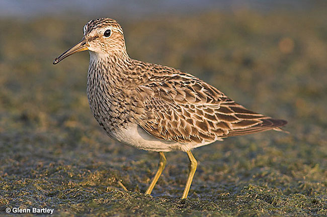 Birds That Start With P: 30 Birds & How They Got Their Names