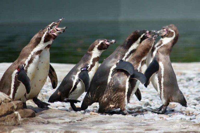 Does A Group Of Penguins Have Collective Nouns?