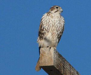 Falcon Identification – 6 Falcons You Can Spot in the U.S.