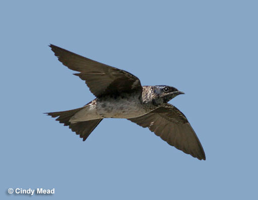Purple Martin ID, Facts, Diet, Habit & More | Birdzilla
