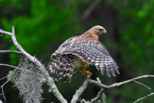 18 Types of Hawks in the United States [Complete ID Guide]