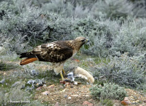 18 Types of Hawks in the United States [Complete ID Guide]