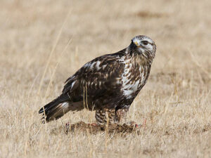 Hawks in Ohio – Most Common Hawks You Can Spot