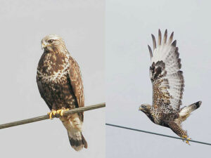 Hawks in Massachusetts – 8 Common & Rare Species [ID Guide]