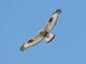 Top 9 Common & Rare Hawks You Can See In Tennessee