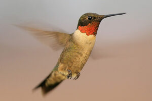 Hummingbird Colors Explained – Purposes & Brightest Examples