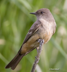 Say's Phoebe - ID, Facts, Diet, Habit & More | Birdzilla