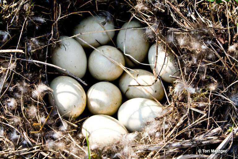 Bird Eggs – From Fertilization To Different Colors & Shapes