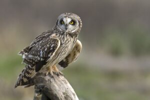 14 Common & Rare Owls You Can See In Colorado [Field Guide]