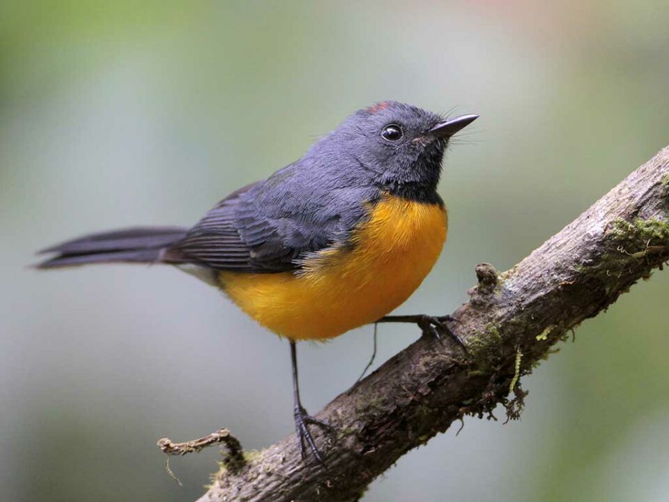 The 26 Yellow Birds (That You Can Actually Identify!)