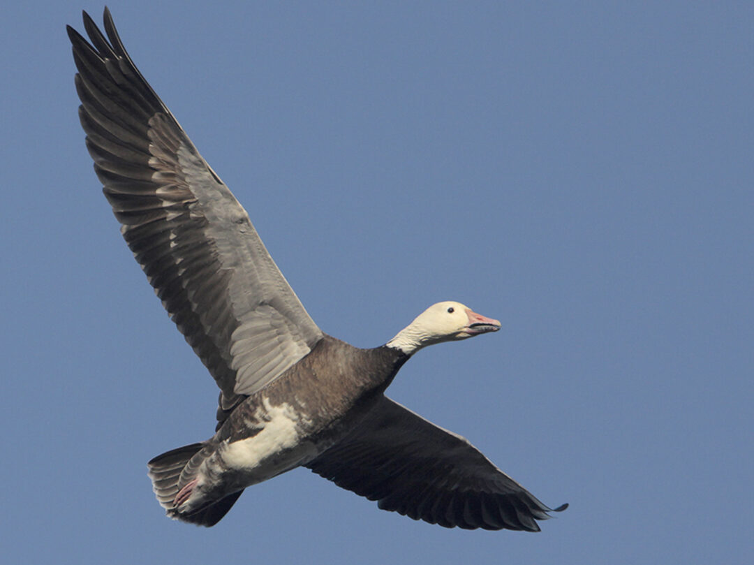 Emperor Goose - ID, Facts, Diet, Habit & More | Birdzilla