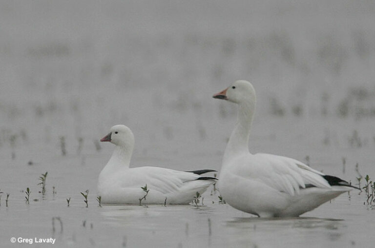 Snow Goose - ID, Facts, Diet, Habit & More | Birdzilla