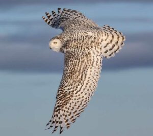 What Eats Hawks? A Closer Look At Their Predators