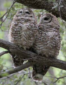 Owls In Oregon – 14 Species & Where To See Them