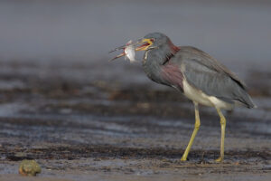 Little Blue Heron - ID, Facts, Diet, Habit & More | Birdzilla