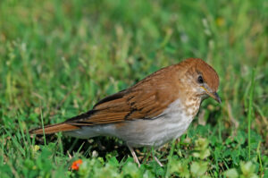 Veery - ID, Facts, Diet, Habit & More | Birdzilla