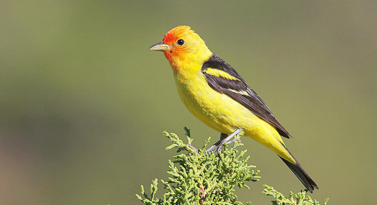 13 Yellow And Black Birds To Cheer Up Your Day