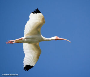 White Birds You Can See In The Wild | 25 Specimen With Pictures