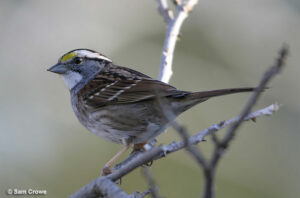 36 Types Of Sparrows In The U.S. – Your Complete ID Guide