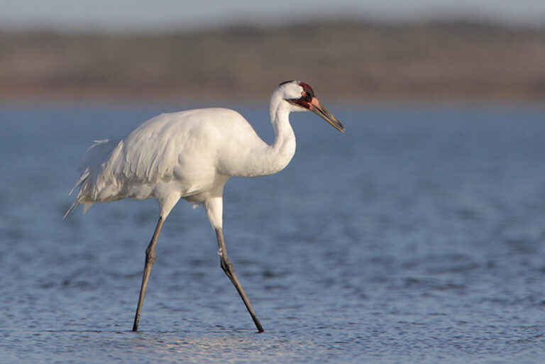 Whooping Crane - ID, Facts, Diet, Habit & More | Birdzilla