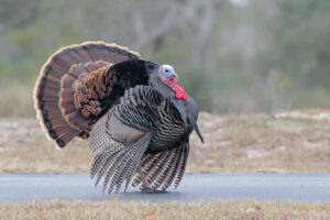 How Do Baby Turkeys Grow To Fill Their Parents' Shoes?