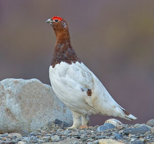 Everything You Need To Know About Alaska's State Birds