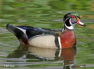Florida Ducks – 24 Year-Round & Wintering Species