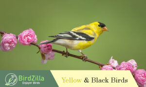 13 Yellow And Black Birds To Cheer Up Your Day