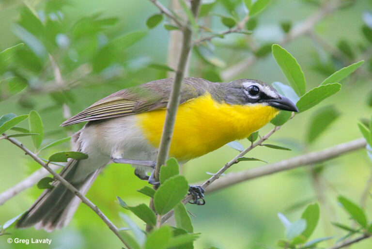 The 26 Yellow Birds (That You Can Actually Identify!)