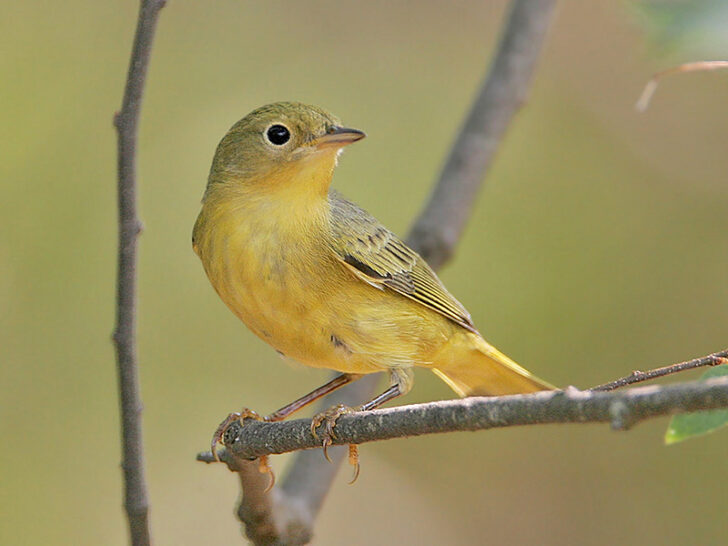 Yellow Warbler - ID, Facts, Diet, Habit & More | Birdzilla