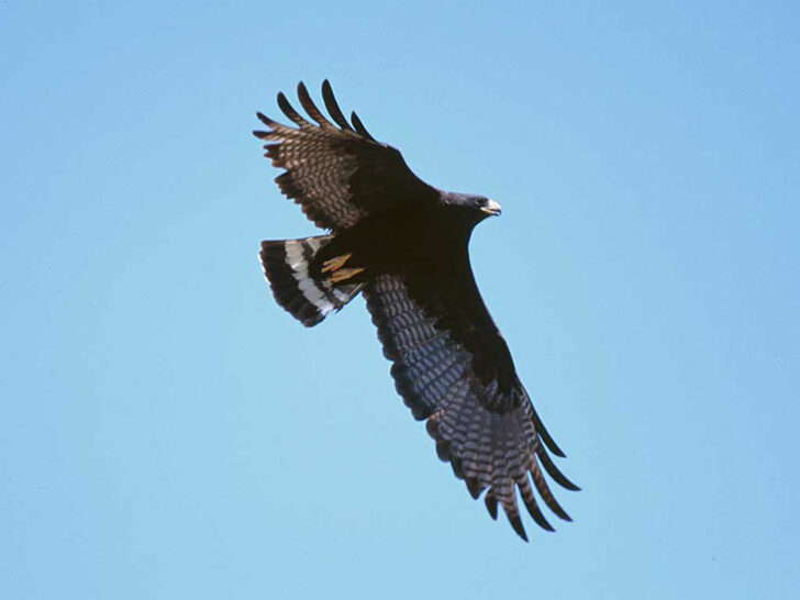 18 Types of Hawks in the United States [Complete ID Guide]