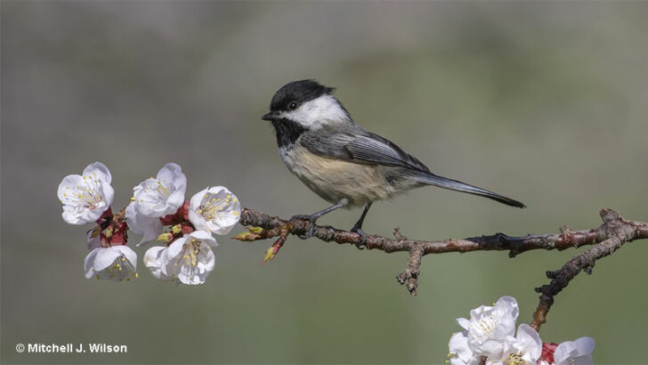 The 35 Most Common Birds of Minnesota (That You Should Know)