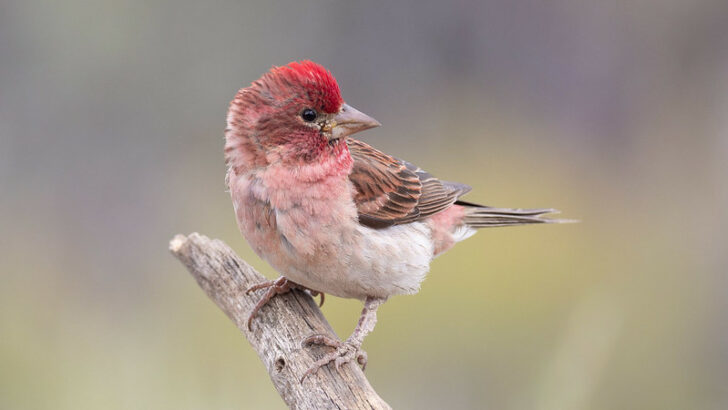 12 Pink Birds That You Can Actually See [Worldwide Species]