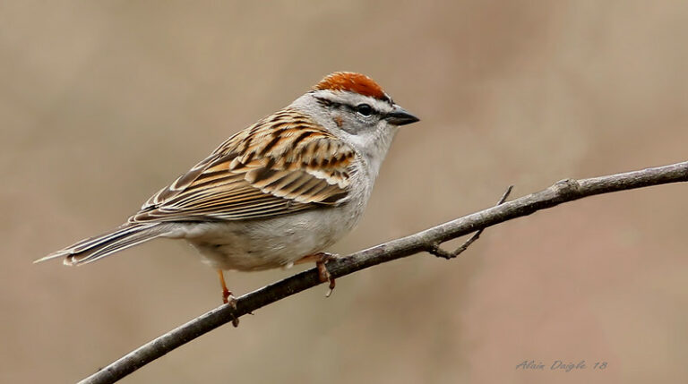 36 Types Of Sparrows In The U.S. – Your Complete ID Guide