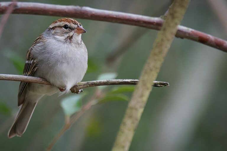 How To Identify Sparrows? (Our Full SPID Guide)