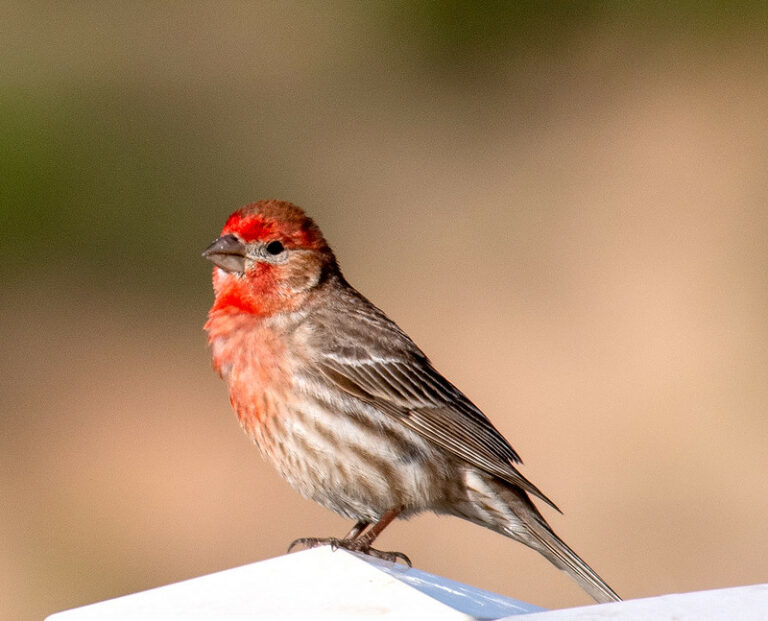 Birds of Colorado – 35 Most Common Birds | Identification Guide