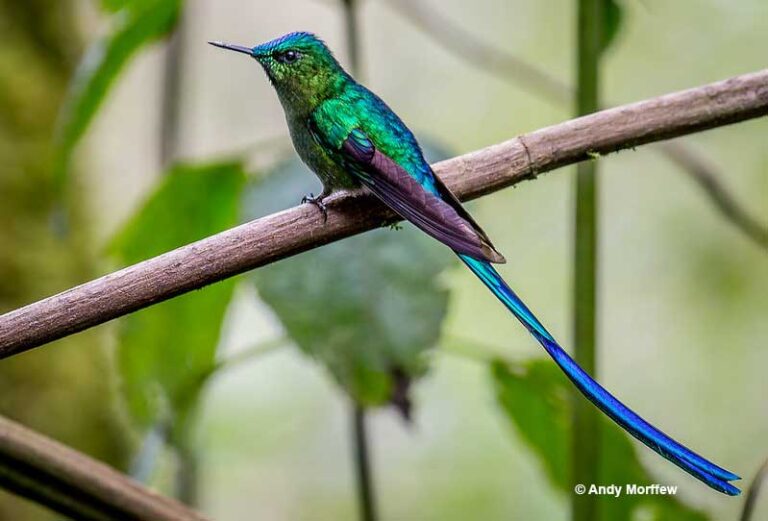 13 Stunning Birds With Long Tails [Worldwide]