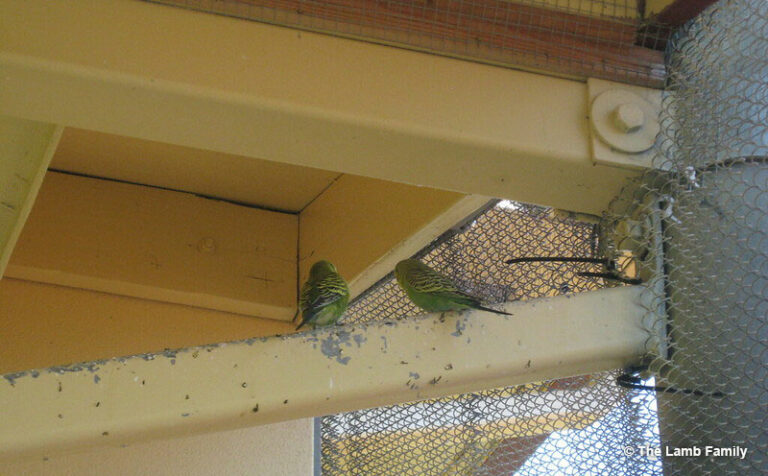 Different Stages Of Age For Parakeets & Average Lifespans