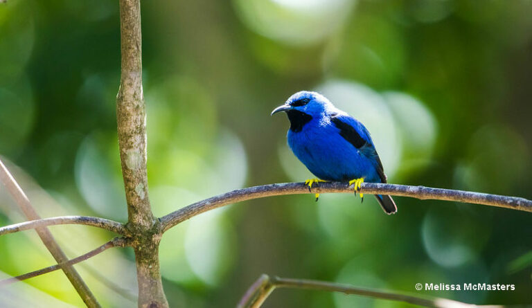 12 Most Beautiful Black And Blue Birds You Can See