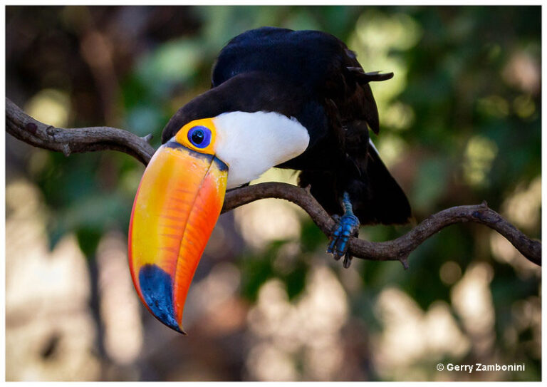 Birds From Rio Movies – Inspirations Behind The Characters