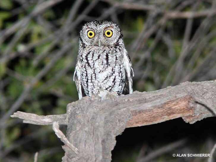 Flammulated Owl - ID, Facts, Diet, Habit & More | Birdzilla
