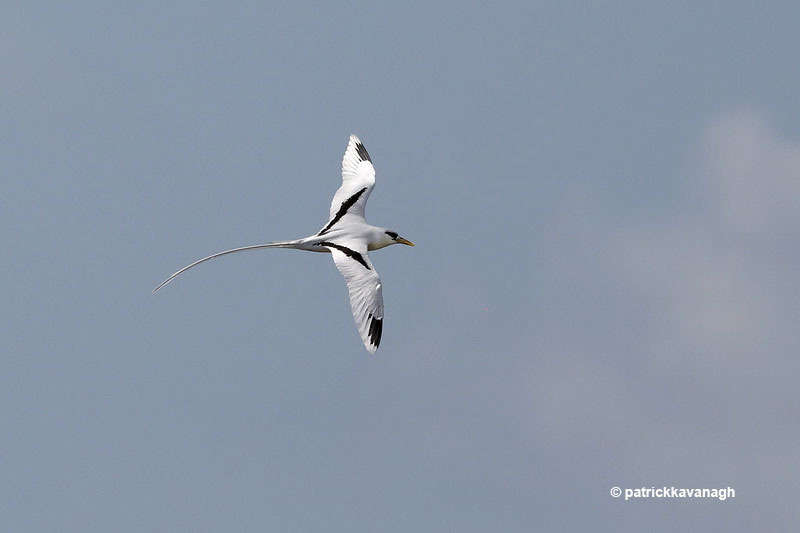 13 Stunning Birds With Long Tails [Worldwide]