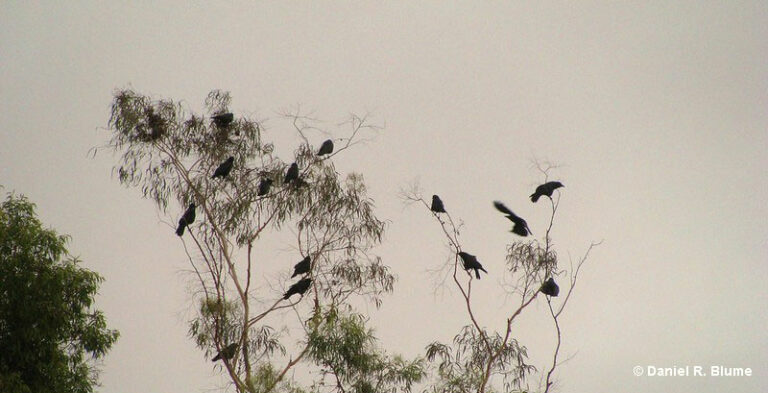 2 Simple Ways To Attract More Crows To Your Backyard