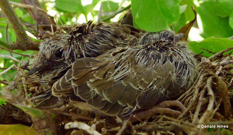 Baby Dove Identification, Diet & More