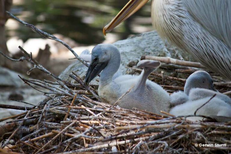 Baby Pelican Idenitication, Lifecycle & More