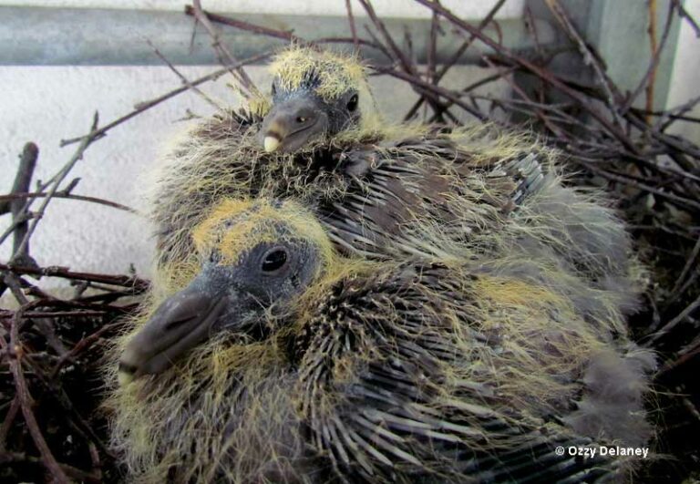 Bird Feathers – How Birds Use Them & Feather Types