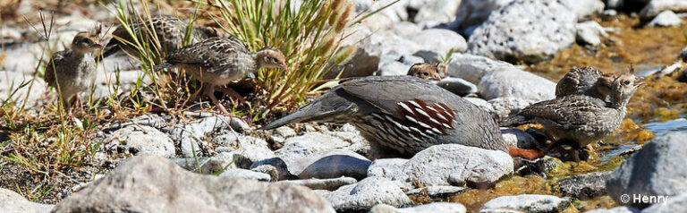 The First Few Weeks For Baby Quails: How They Grow