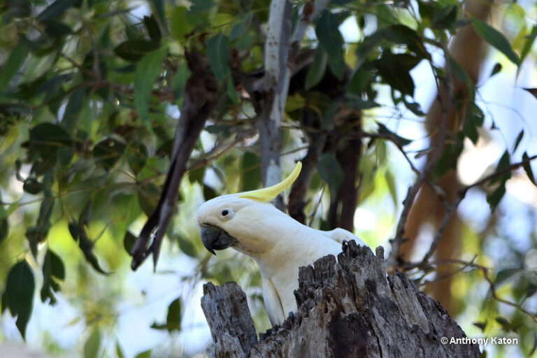 Birds From Rio Movies – Inspirations Behind The Characters